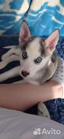 Сибирский хаски в дар