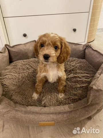 Кокапу Щенок мальчик