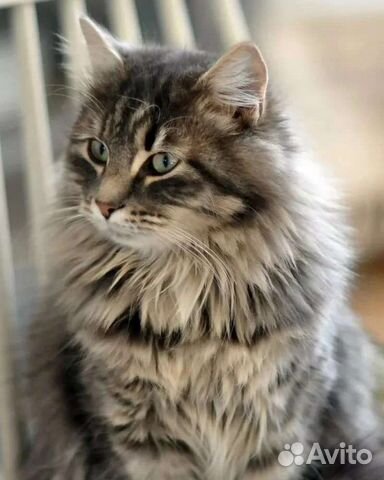 Отдам Сибирского кота 3года