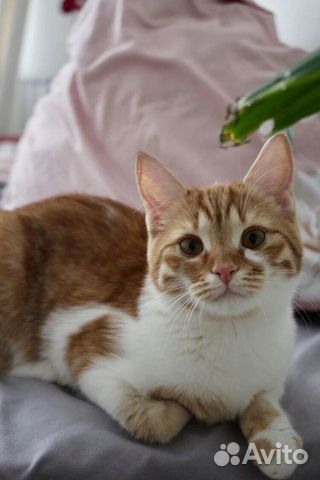 Рыжая кошечка Нюша 6 мес ищет дом