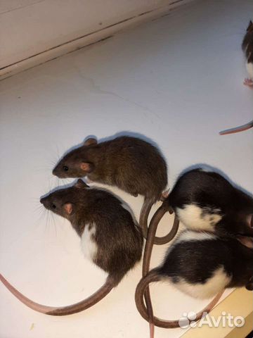 Декоративная крыса