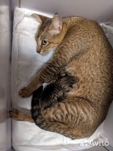 Котята Чаузи ф 5