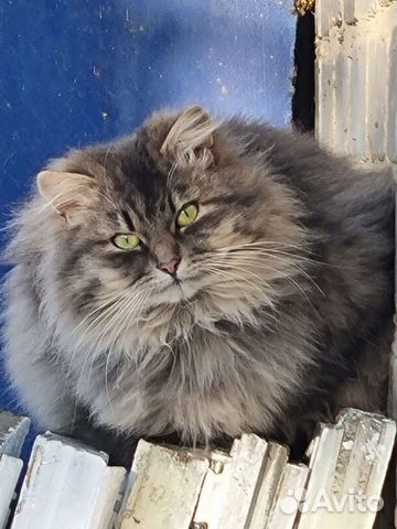 Возьмите красавца в свой дом