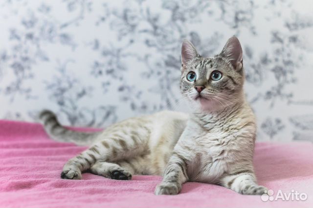 Кошка белоснежка в дар