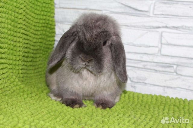 Девочка Mini Lop в редком окрасе