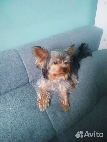 Йоркширский терьер щенки