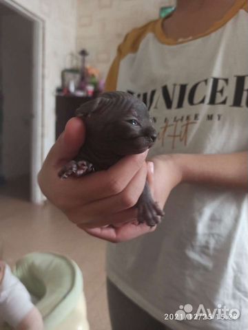 Готовятся к продаже две девочки канадского сфинкса