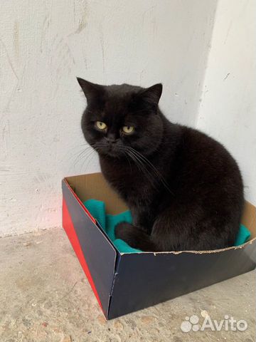 Черный котик,фенотип британской породы