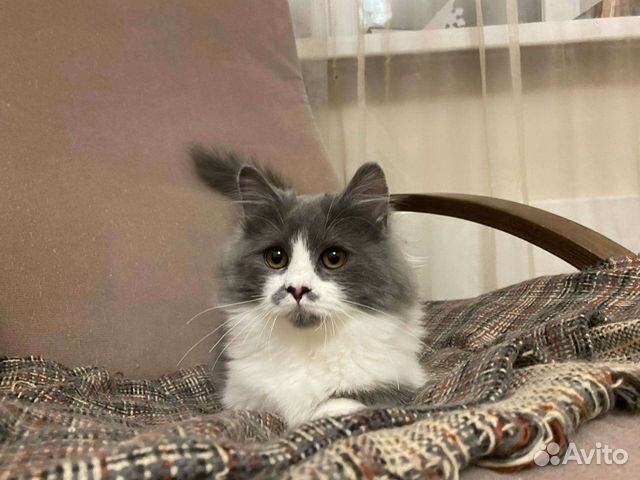 Ромео (манчкин)