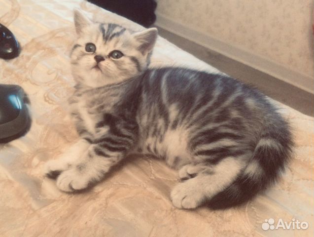 Шотландская милашка