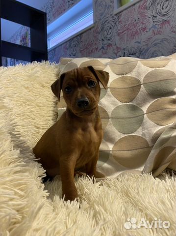 Щенки цвергпинчера