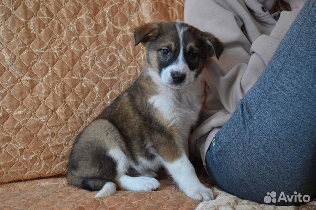 Щенок (мальчик, 2 месяца) в дар