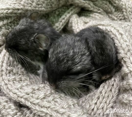 Шиншиллята черный бархат