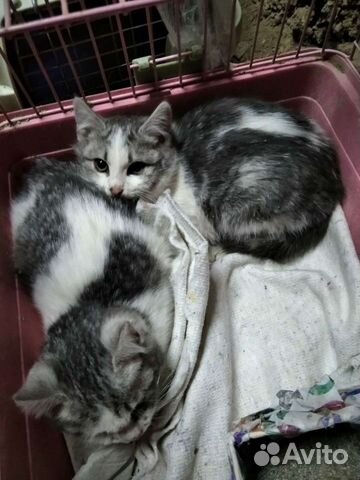 Котята