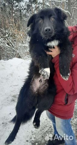 Приблудный пес, нужен дом