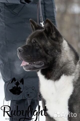 Американская акита кобель вязка