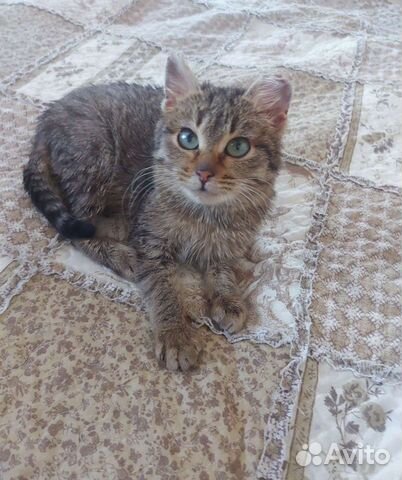 Кошечка Милка с отмороженными ушками ищет дом