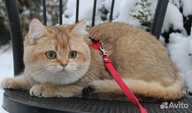 Кошка британка золотая шиншилла