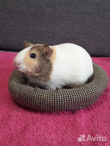 Морская свинка с клеткой