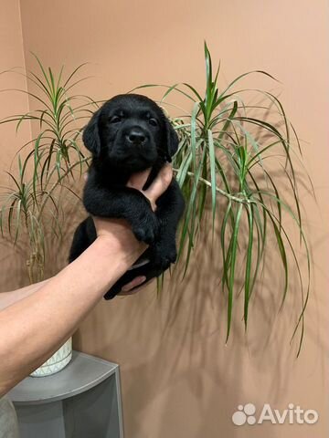 Черная девочка лабрадор ретривер