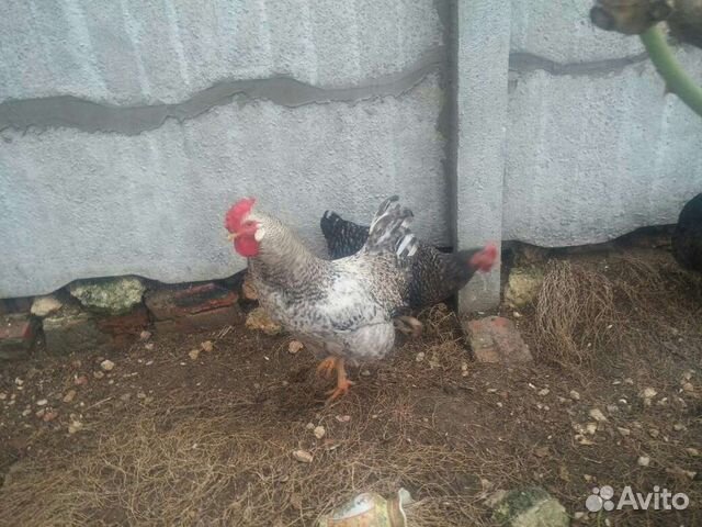 Продаётся молодой семимесячный петух