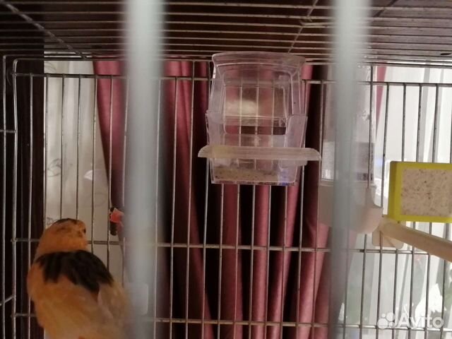 Кенара и канарейки