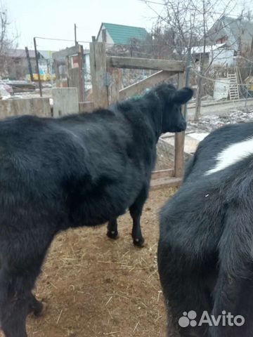 Корова молочная парода