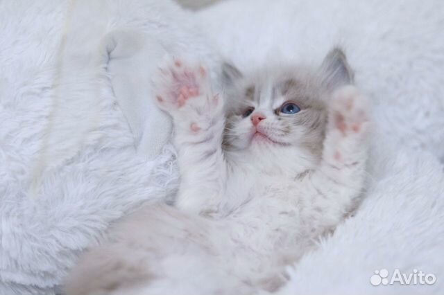 Котята рэгдолл