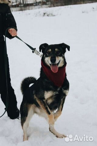 Позитивный пёс Боня засиделся в приюте