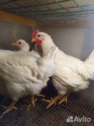 Семья мини мясо белые 1+3