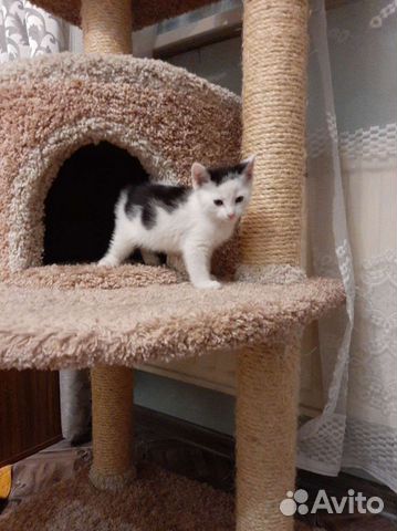 Отдам котенка в добрые руки, котик игрив, кошечка