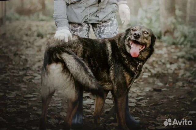 Собачий мачо,пёс Джеки Чан