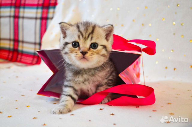 Шотландские котята - Новогодние тигрята