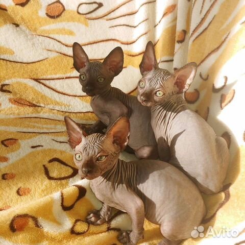 Канадский сфинкс