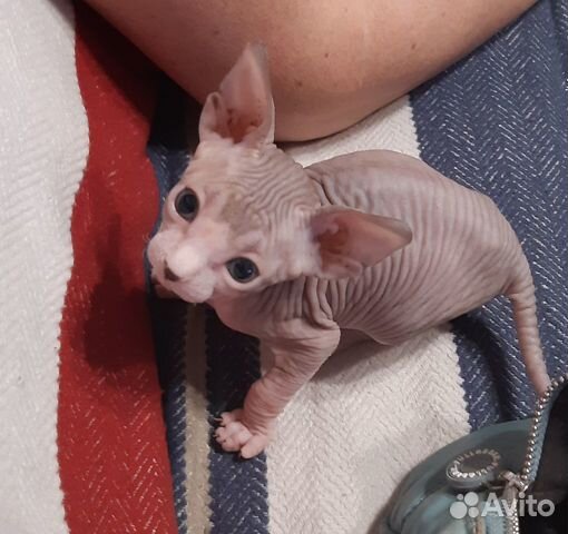 Канадский сфинкс котенок