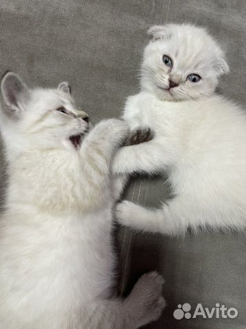 Котята шотландская и тайский