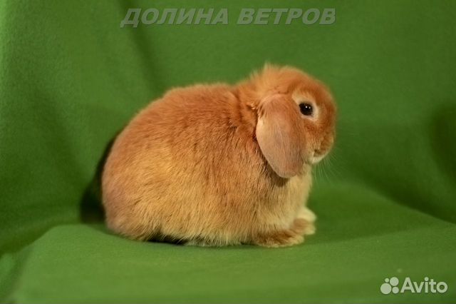 Рыжие минилопы и вислоухие карлики