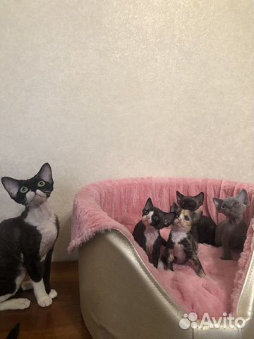 Продаются котята