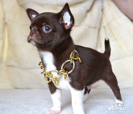 Шоколадный красавец