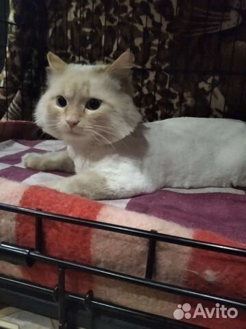 Котик в добрые руки