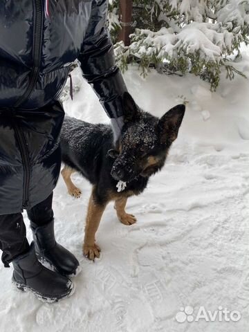 Потерялась собака (овчарка)