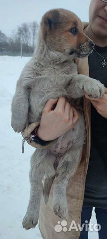 Красивый щенок девочка