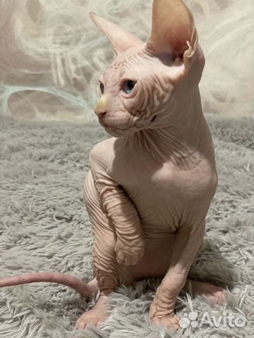Котята сфинкс эльф