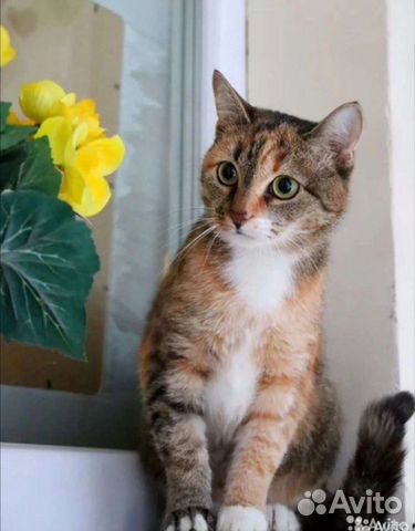 Приютская Кошечка Ищит Новый Постоянный Дом