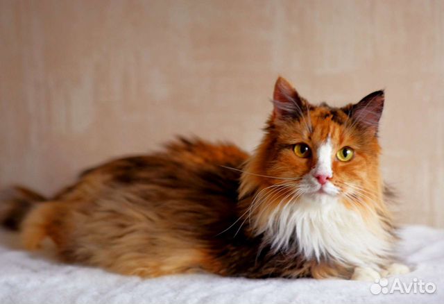 Кошка ищет дом