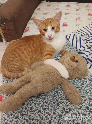 Рыжий котенок в добрые руки