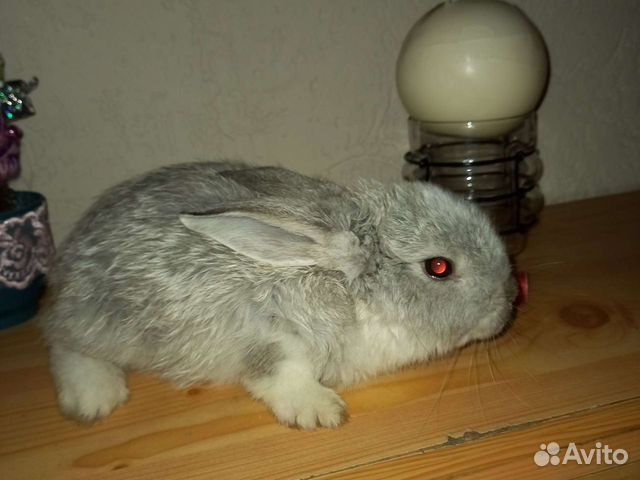 Кролик гигант ручной можно держать дома