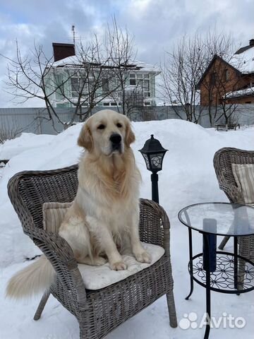 Вязка голден ретривер