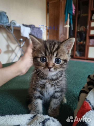 Британский кот на вязку