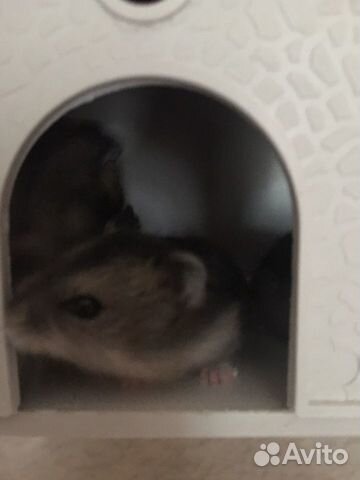 Джунгарский хомячата